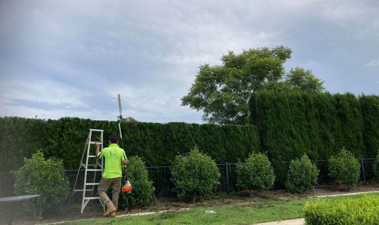 Gallery - Ben's Tree and Garden