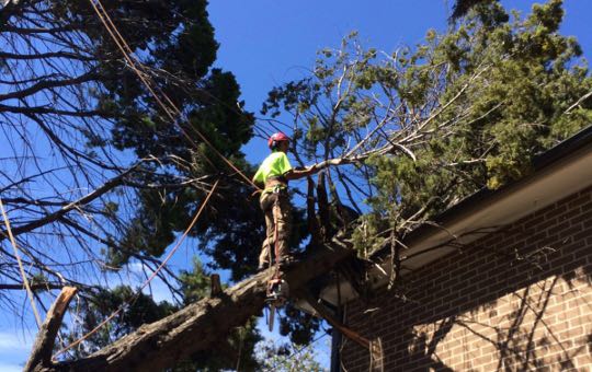Tree Removal and Cutting Sydney | Ben's Tree and Garden